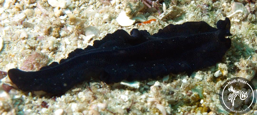 Photo by Angelo de Faveri of species Unidentified polyclad flatworm ...
