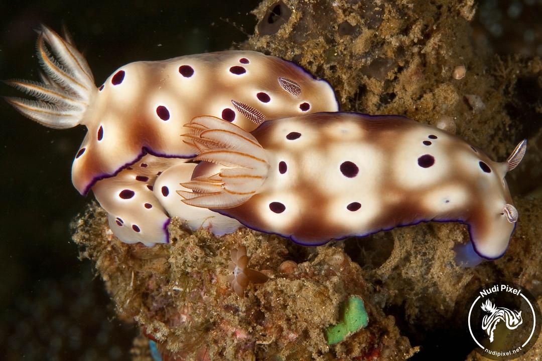 Photo by Francesco de Marchi of species Hypselodoris tryoni taken in ...