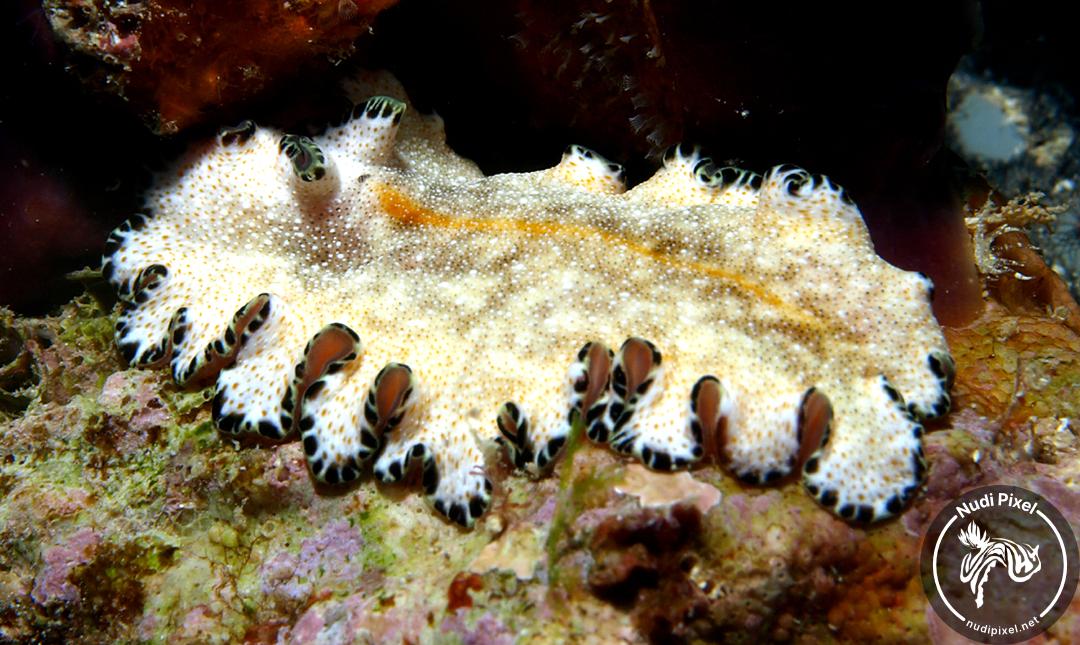 Photo by Angelo de Faveri of species Unidentified polyclad flatworm ...
