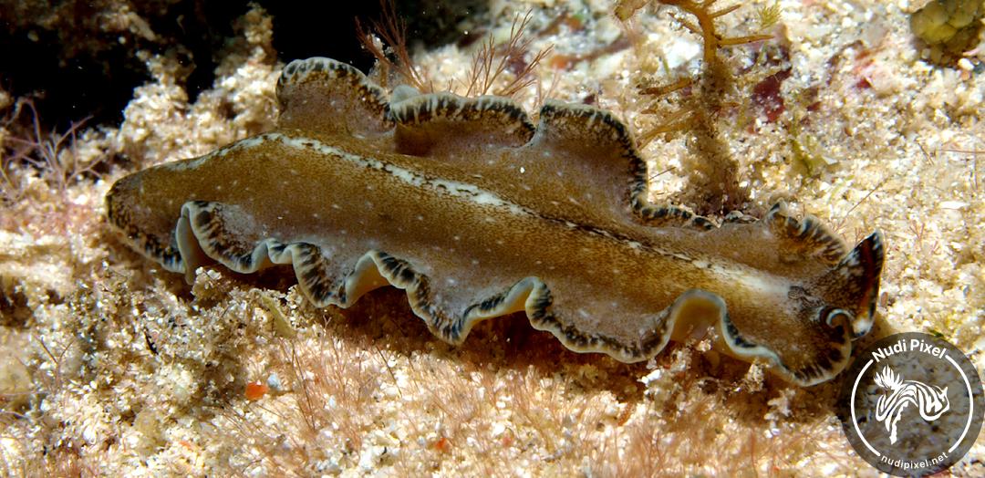 Photo by Angelo de Faveri of species Unidentified polyclad flatworm ...