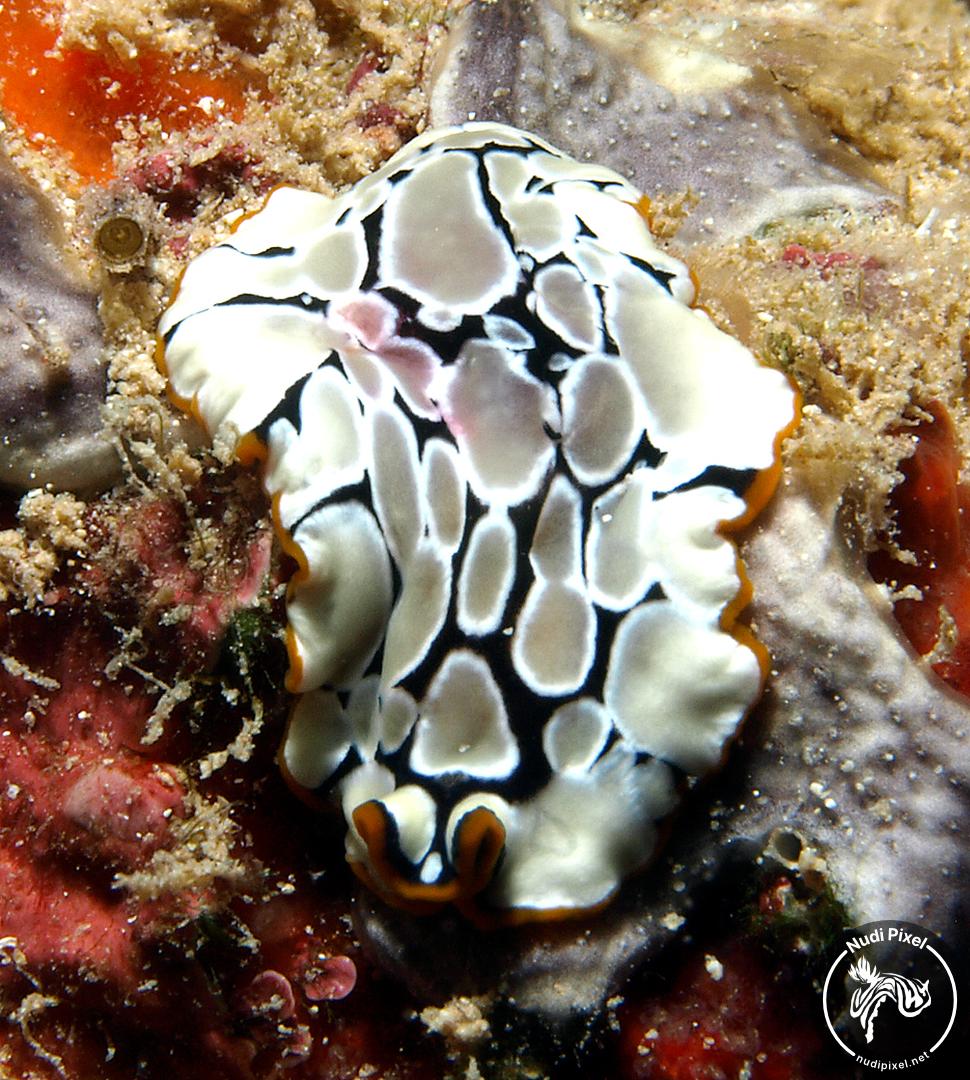 Photo by Angelo de Faveri of species Unidentified polyclad flatworm ...
