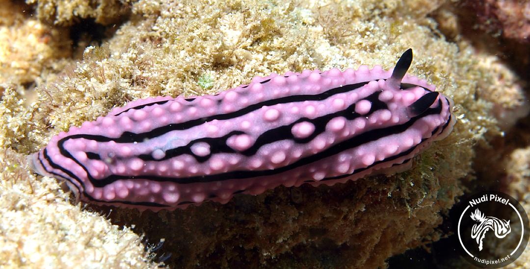 Photo by Angelo de Faveri of species Phyllidiella meandrina taken in ...